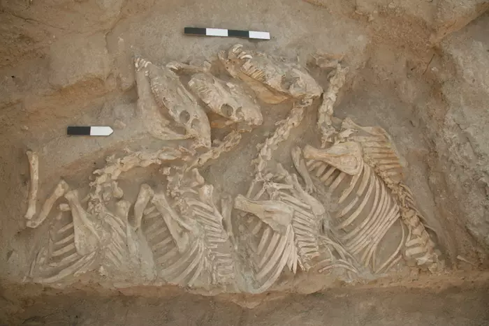 Keledai Liar Kuno Ini Adalah Hewan Hibrida Paling Awal yang Diketahui Dikembangkan oleh Manusia