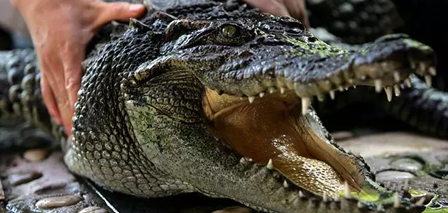 Yangtze aligator