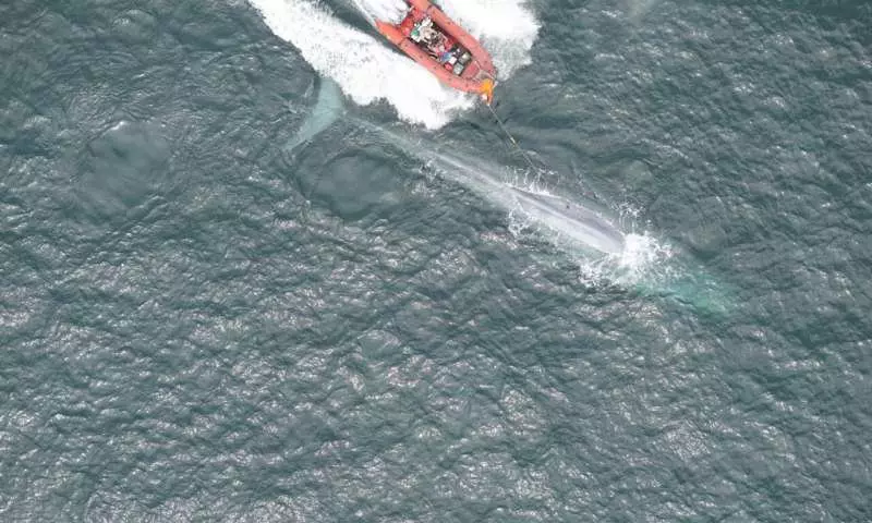 Blue Whale Tagging