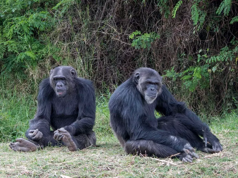 Shimpanzelar dam olish