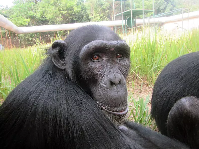 Rosie Chimpanzi