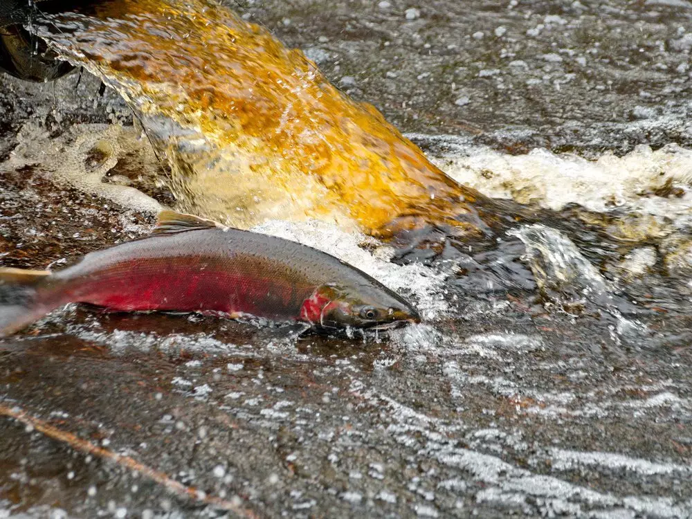 Undersikers ûntdekke wêrom't Seattle Salmon it stof byt nei reinbuien