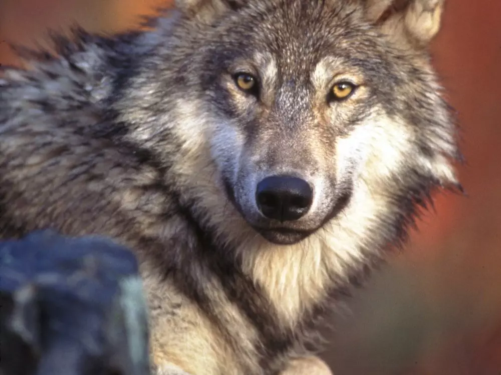 Grå ulver okkuperte territorier over hele Idaho i fjor, men den totale bestanden falt.