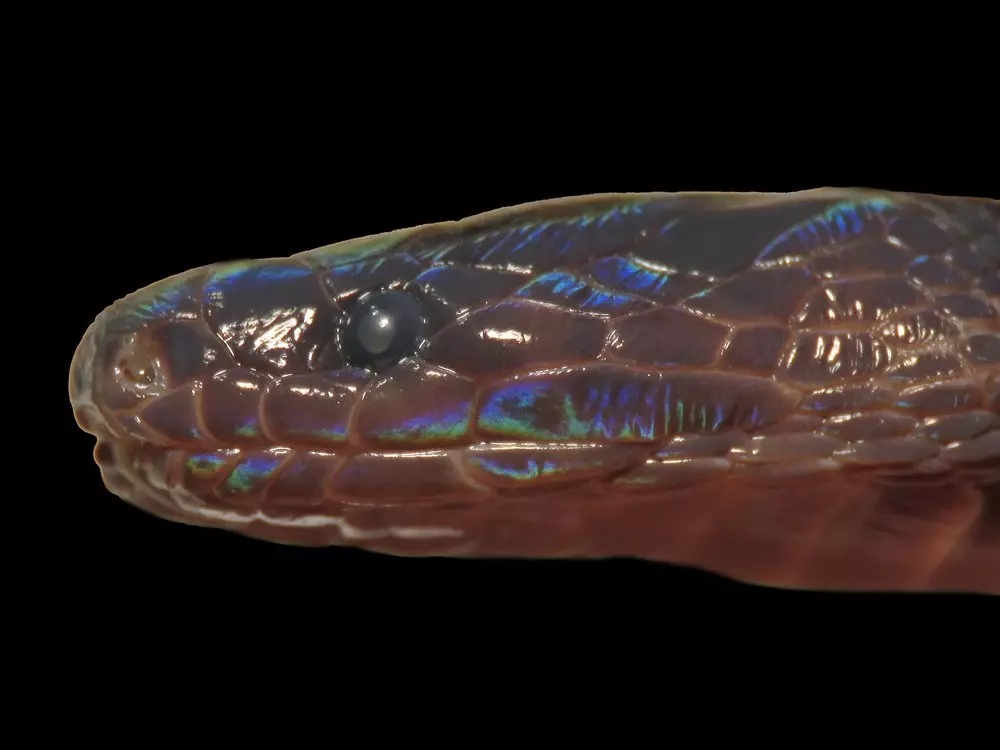 ჩრდილოეთ ვიეტნამში მეცნიერებმა აღმოაჩინეს უცნაური მასშტაბის ბურღული გველების ახალი სახეობა. (ამერიკული იქთიოლოგთა და ჰერპეტოლოგთა საზოგადოება)