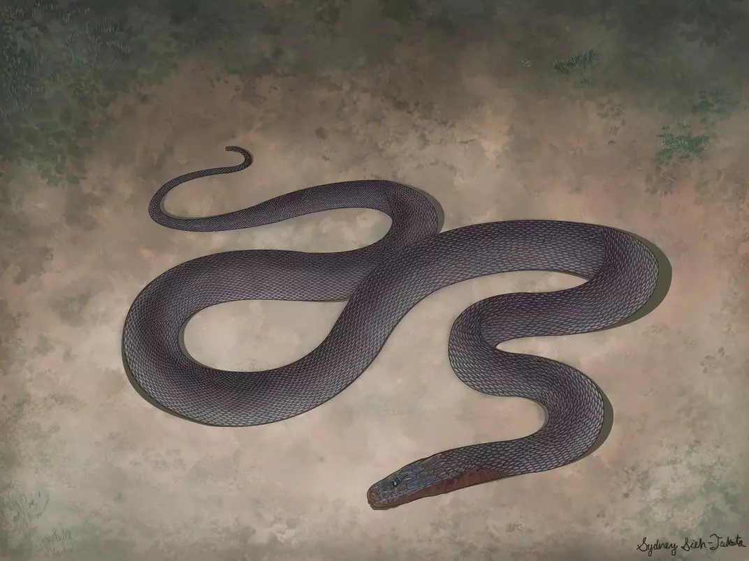 Илустрација тамне змије.