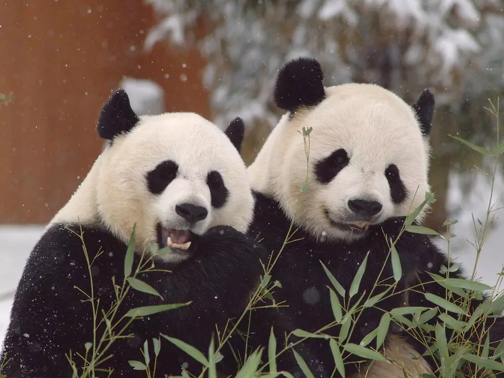 Ang Giant Pandas ni Smithsonian Magpadayon sa Cavort sulod sa Tulo ka Tuig