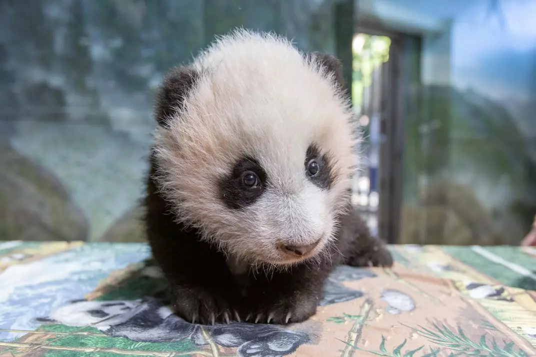 Panda Buta Smithsonian Bakal Terus Cavort Nganti Telung Taun Liyane