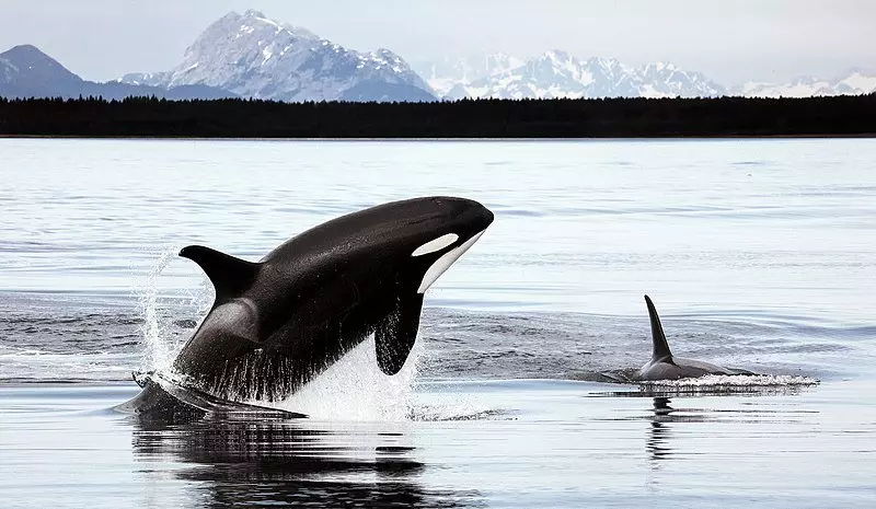 ສອງ orcas ລອຍຢູ່ທາງຫນ້າ. ໂຕໜຶ່ງໂດດອອກຈາກນ້ຳ, ອັນທີສອງແມ່ນຢູ່ທາງໜ້າໂດຍມີພຽງຄรีบຫຼັງທີ່ເຫັນໄດ້. ໃນພື້ນຫລັງແມ່ນສາຍຂອງຕົ້ນໄມ້ທີ່ມືດມົວແລະພູເຂົາທີ່ປົກຄຸມດ້ວຍຫິມະ.