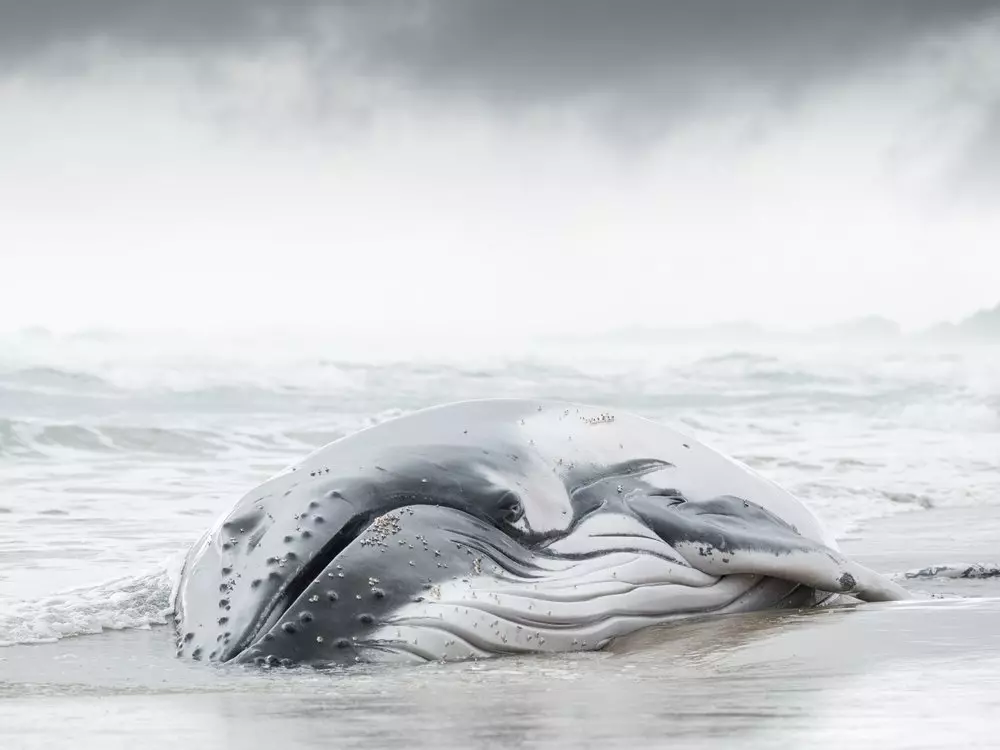 Makakakita ang mga Satellite ng mga Beached Whale Mula sa Kalawakan
