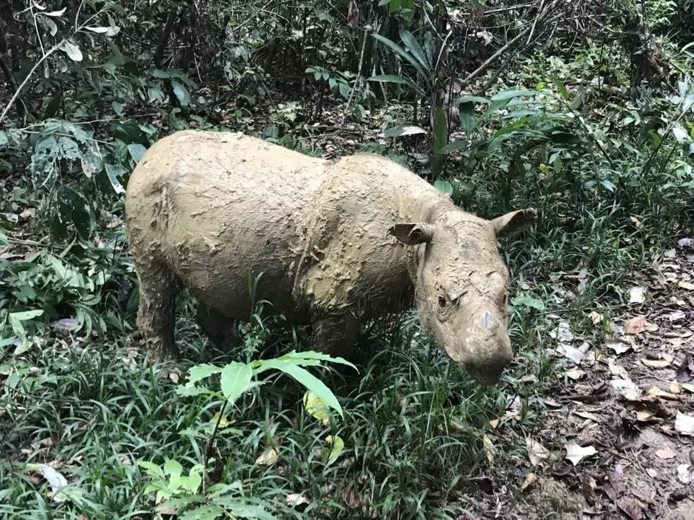 Iman, një rinoceront sumatran, i mbuluar me baltë