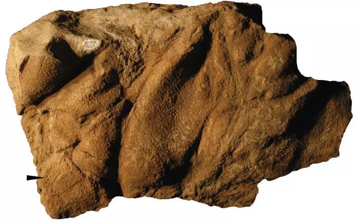 No sur de Utah, un hadrosaurio deixou bastante impresión