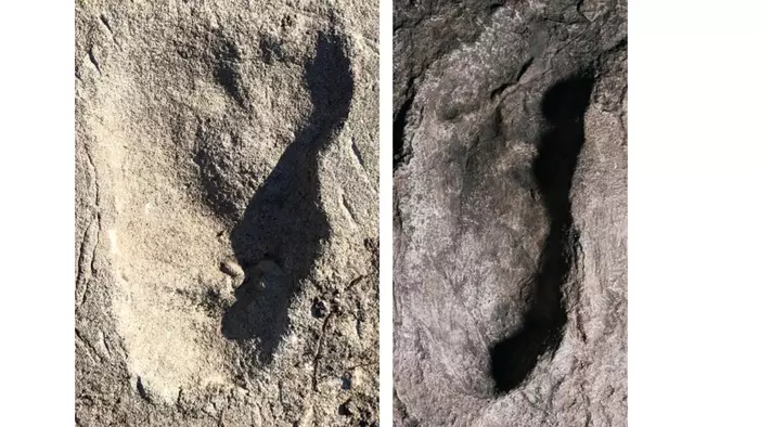 바위에 부풀어 오른 것처럼 보이는 고대 발자국의 나란히 두 장의 사진. 왼쪽 사진은 아마도 새로운 유인원에 속하며 오른쪽의 A. afarensis보다 더 넓어 보입니다.