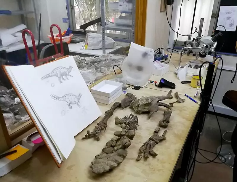Зображення скам’янілих останків хвоста динозавра, що сидить на лабораторному столі. Поруч із хвостом лежить книга із зображенням того, як би виглядав вид динозавра.