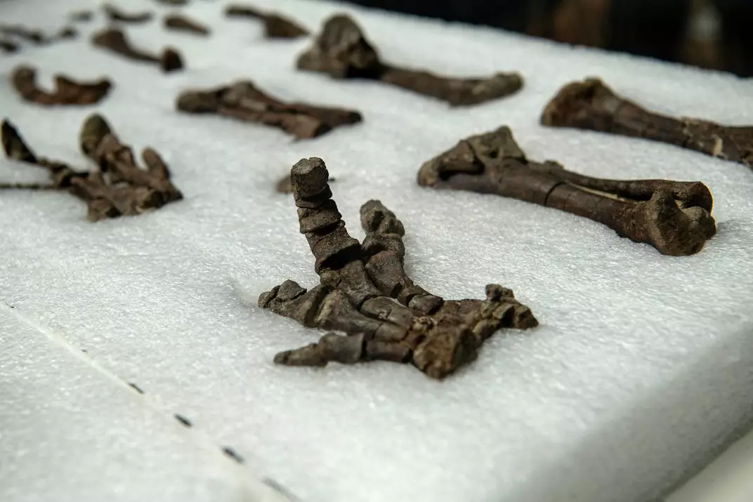Deproksima foto de la fosiliigitaj restaĵoj de la dinosaŭro, Stegouros elengassen.