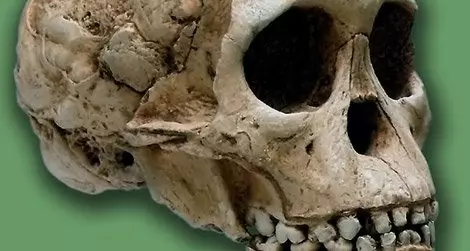 大約三百萬年前，Taung Child 被一隻鷹殺死。