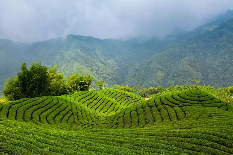 Како да го пробате чајот на вашиот пат низ Тајван