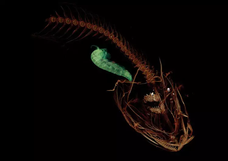 Meet the Record-Breaking Fish That Lives 26,000 Feet Under the Sea