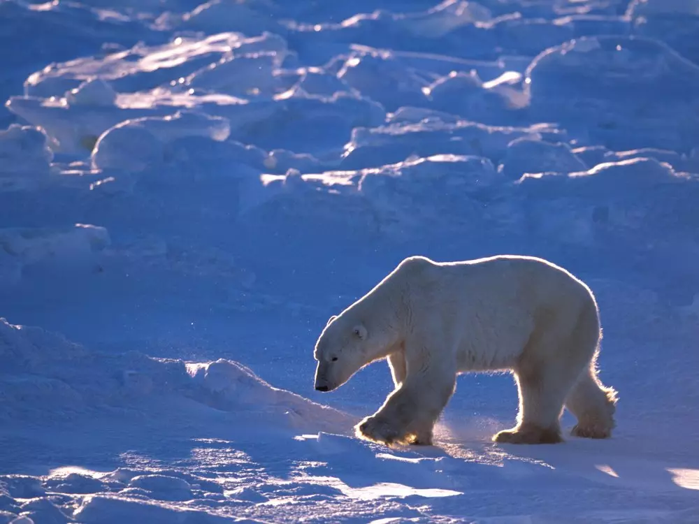 Bahan kimia sing wis pirang-pirang dekade bisa ngancam kesuburan beruang kutub, kaya-kaya ora cukup kuwatir.