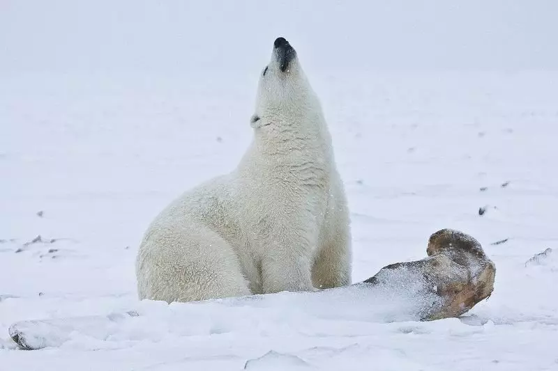مواد شیمیایی دهها ساله ممکن است باروری خرسهای قطبی را تهدید کند، گویی آنقدر نگران نیستند.