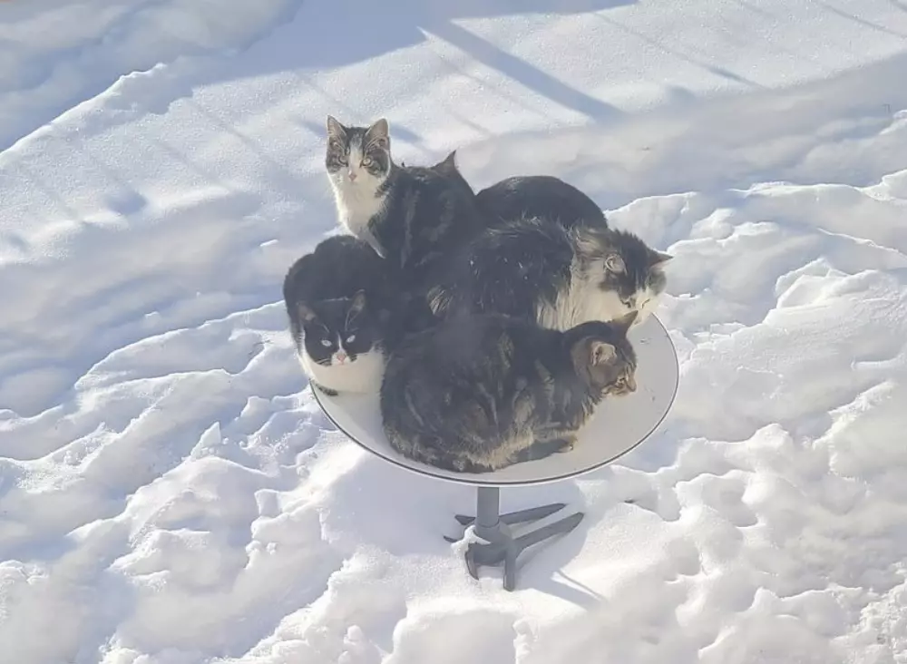 Cinco gatos apilados en una antena parabólica Starlink en un patio cubierto de nieve