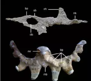 Sinoceratops менен салам айтыңыз