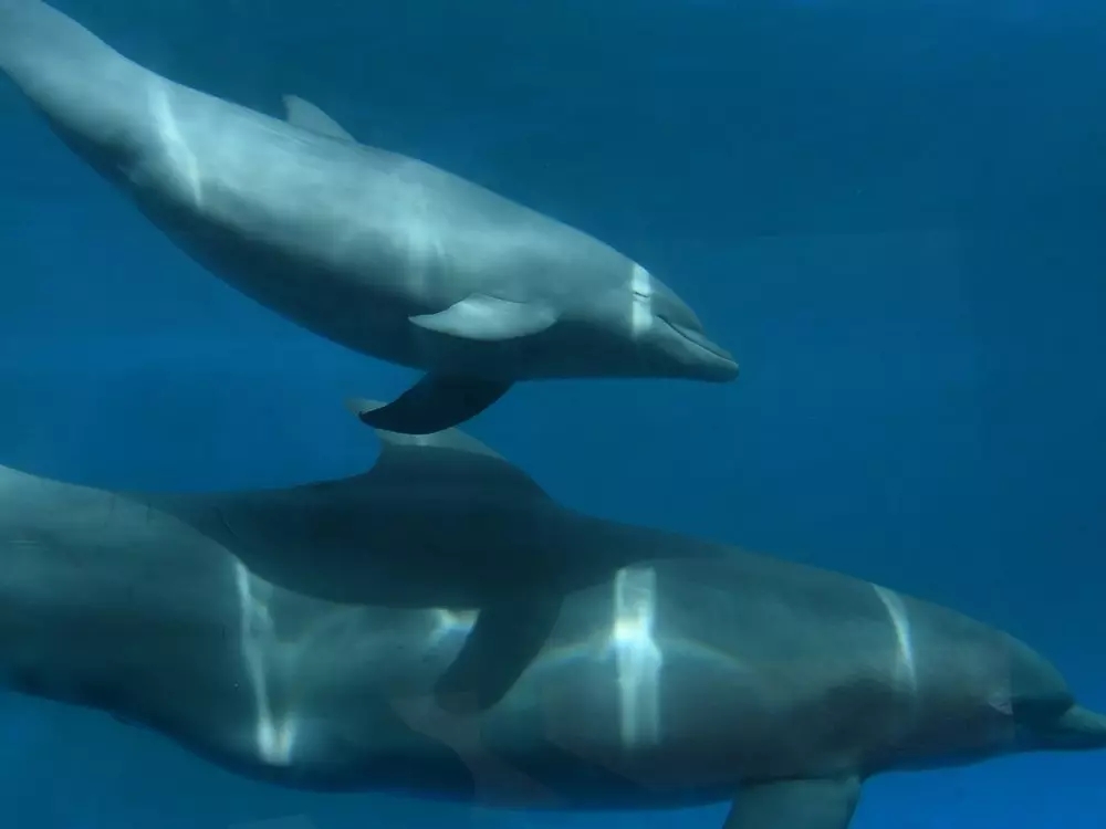 암컷 돌고래는 완전히 기능하는 음핵을 가지고 있습니다.
