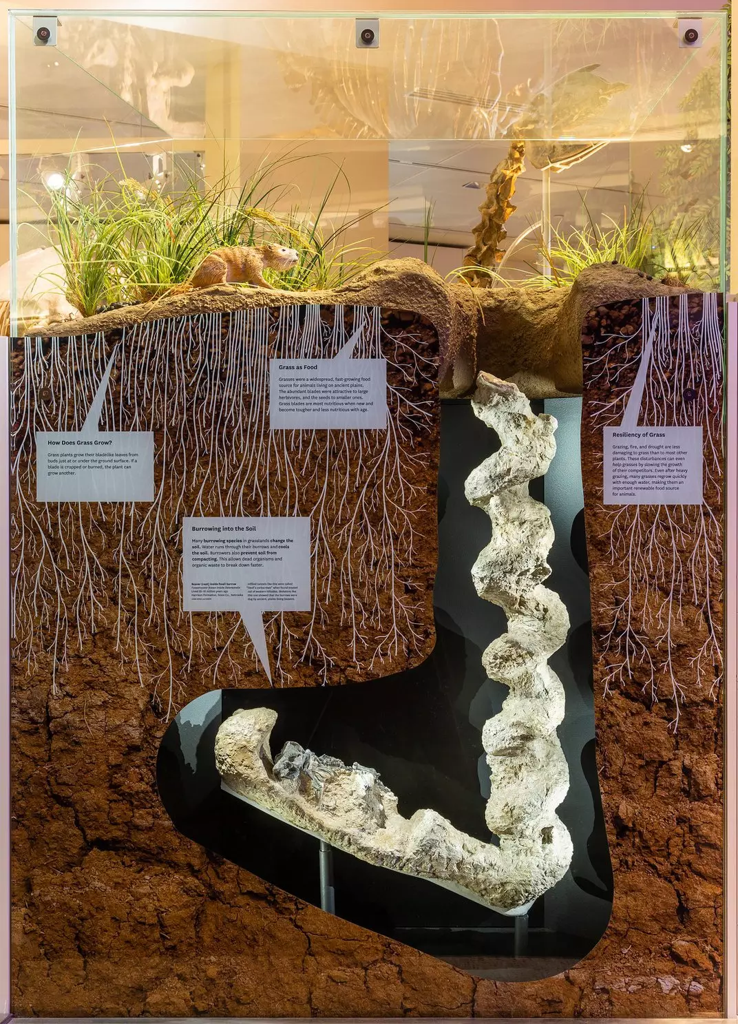 Expositie in Fossil Hall of Burrow