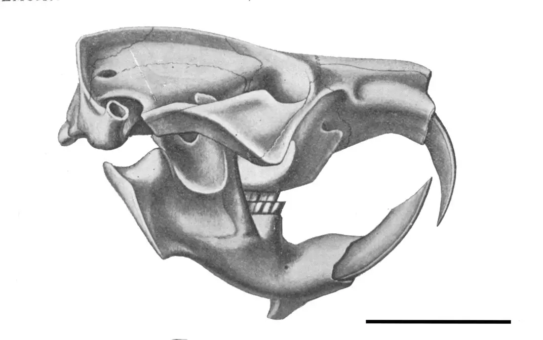 disegno del castoro estinto Paleocaster