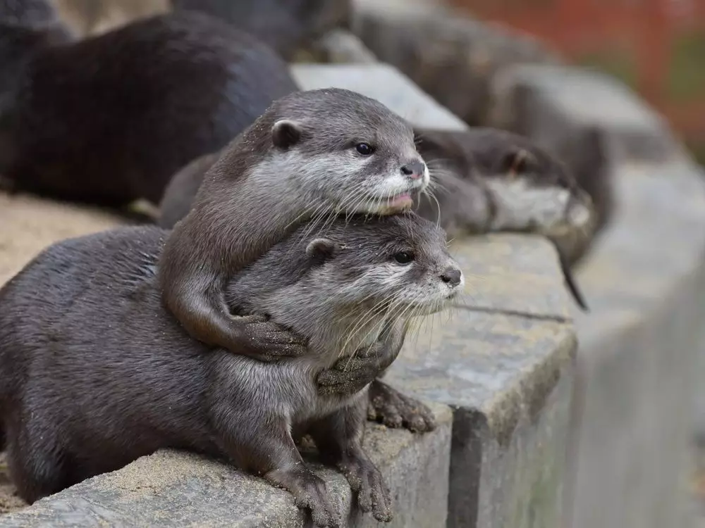 Otters, dostuňy ilki göreniňden soň tapmalary çalt çözýär
