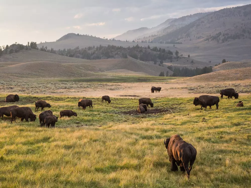 Jeloustouno bizonų inžinierius – begalinis šaltinis, atitinkantis jų ganymo poreikius