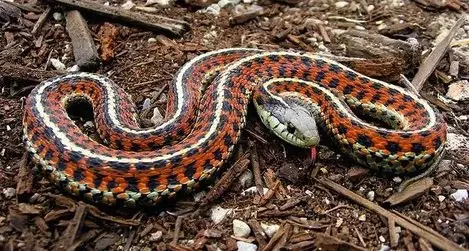 Gjarpërinjtë e çiftëzimit angazhohen në një betejë të mirëfilltë të sekseve
