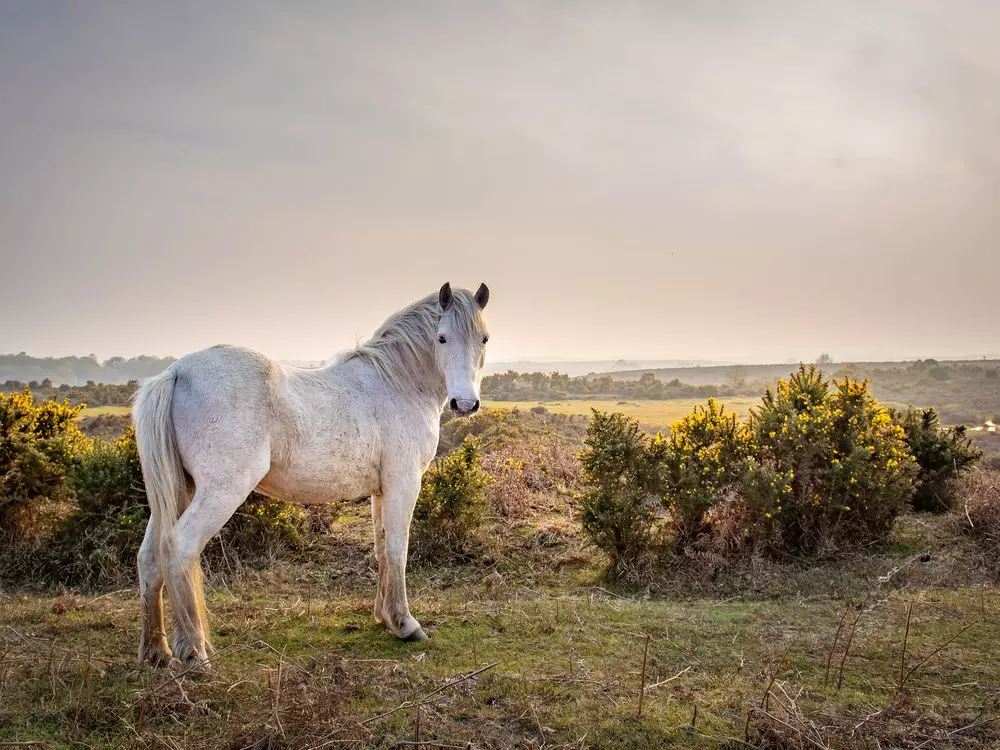 een witte pony die in een veld staat met een grijze lucht