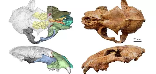 Ce crâne fossile déterré au Tibet est le plus vieux félin jamais trouvé