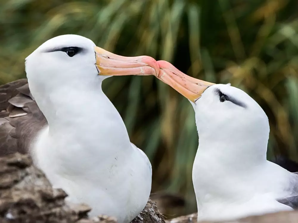 Divu melnu uzacu albatrosu tuvplāna attēls. Viņiem ir baltas galvas, brūnas/pelēkas spalvas uz muguras un acu lainerim līdzīgs traips virs acīm. Viņi saspiež kopā savus garos oranžos knābjus.