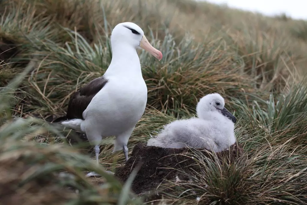 Un albatros părinte și rapidul său stau pe un deal înierbat. Adultul are pene elegante și un cioc portocaliu strălucitor; Puiul este mic, cu pene albe pufoase și ciocul negru.