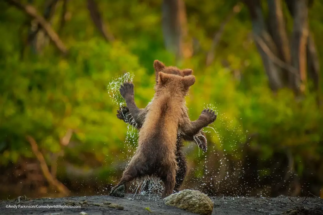 새끼 곰 두 마리가 발을 들고 개울 근처에서 놀고 있다