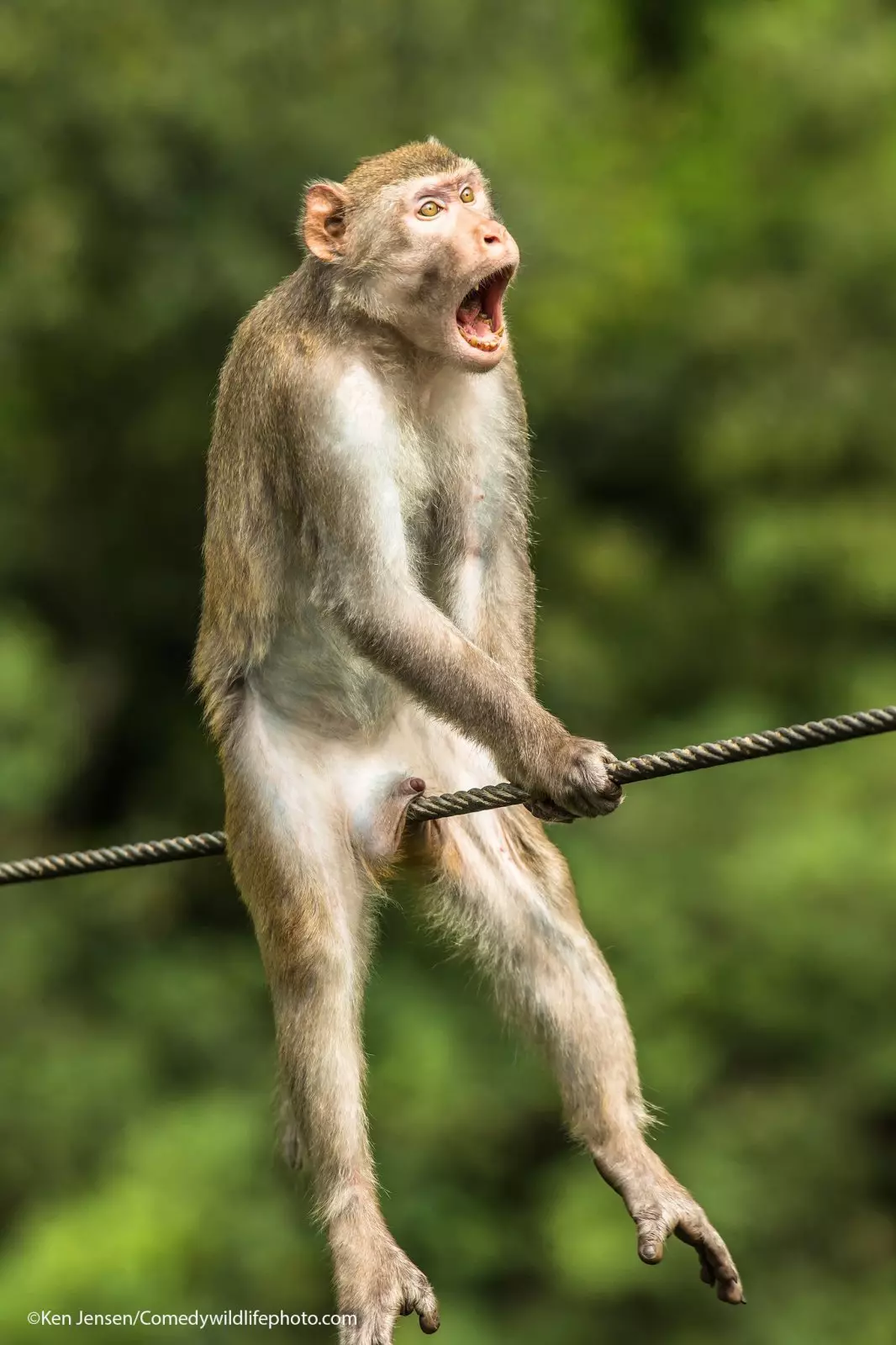 Samec zlate svilene opice sedi na vrvi z odprtimi usti