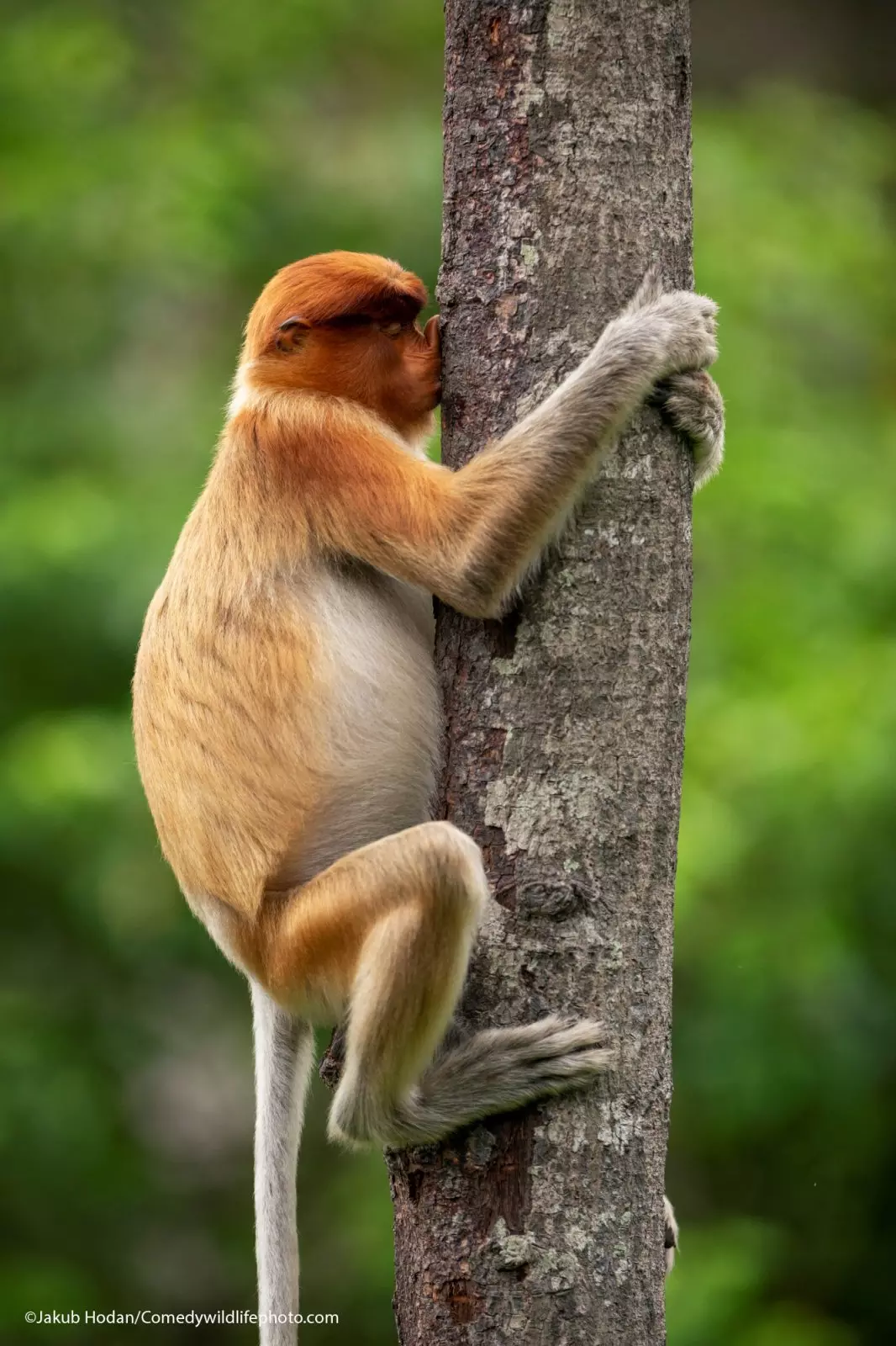 一只雄性雄性长鼻猴把鼻子压进树上