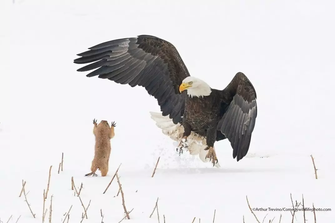 یک سگ دشتی کوچک و یک عقاب کچل بزرگ روی برف قرار می گیرند