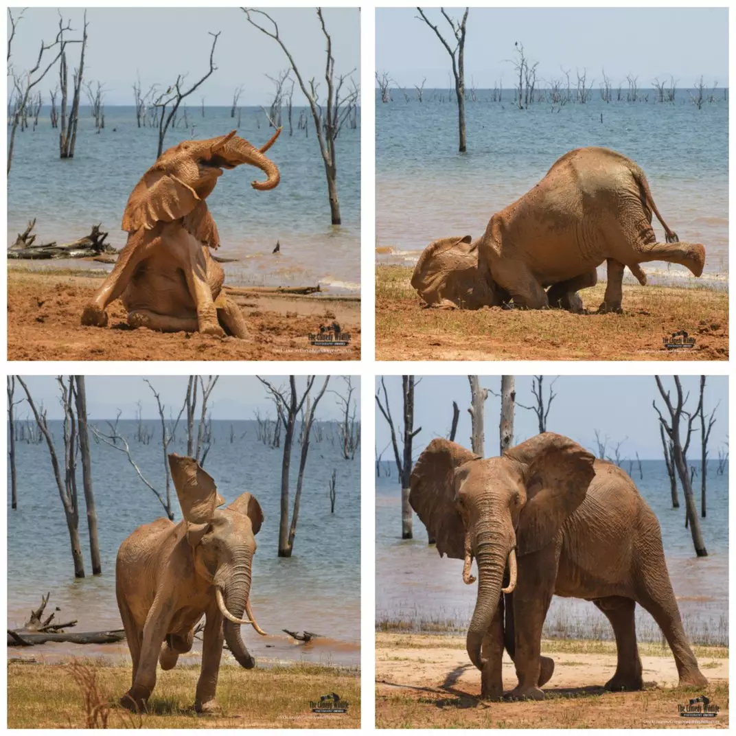 一头非洲大象笨拙地洗泥浴