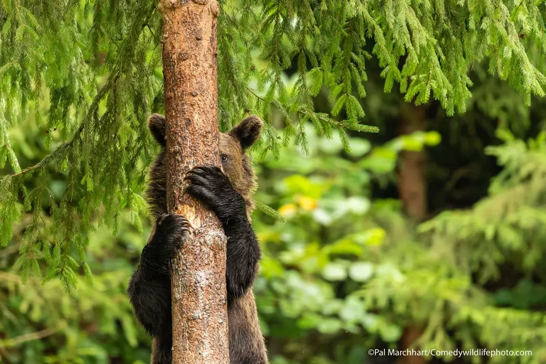 Medvěd hnědý se schovává za kmenem stromu