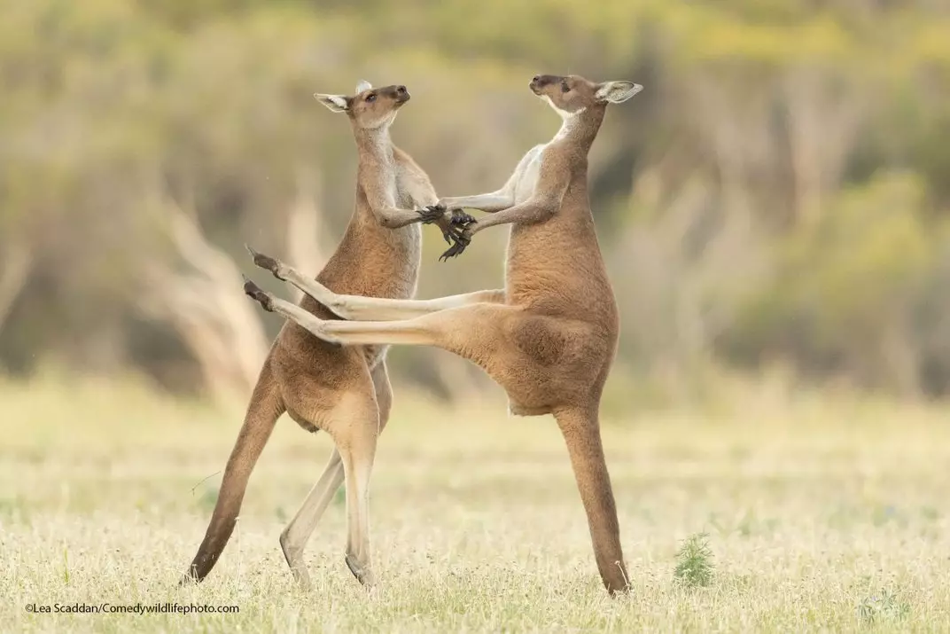 Dva samca kenguruja se brcata in udarita drug drugega na travniku