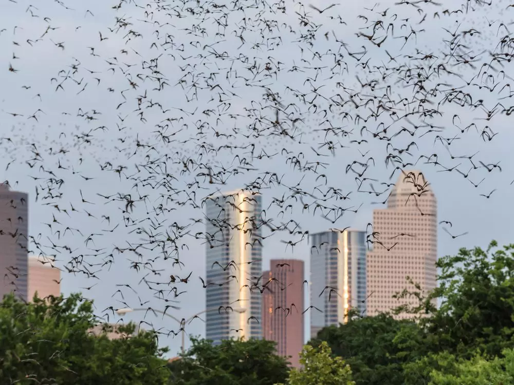Bats flying with Houston skyline in background