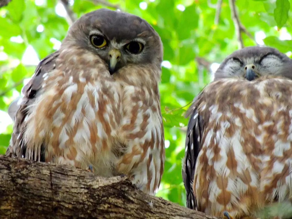 two large brown-feathered owls