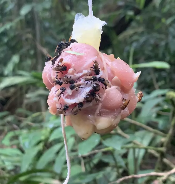 تصویری از یک توپ مرغ خرد شده که به نخ آویزان شده است. مرغ پوشیده از زنبورهای کرکس است که گوشت آویزان را می خورد.