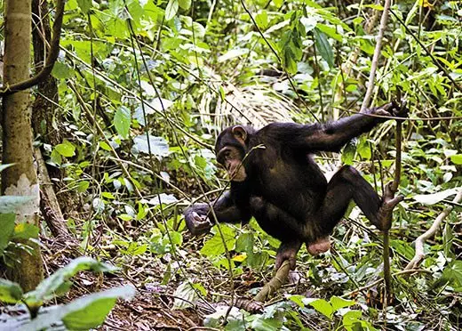 Xav Zoo li Chimpanzee 10512_10
