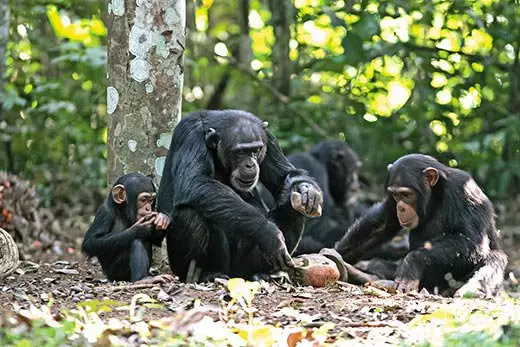 Taħseb Bħal Chimpanzee 10512_11