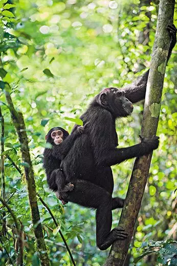 ຄິດຄືກັບ Chimpanzee 10512_7
