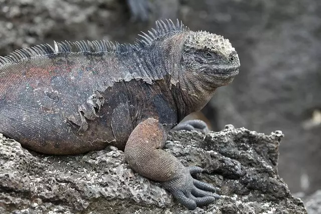 Likhoto tse sootho le tse ntšo tse hlaselang li ja mahe a iguana naheng ea Galapagos.