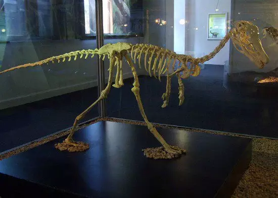 Cretaceous Legs Give Away New Dinosaur
